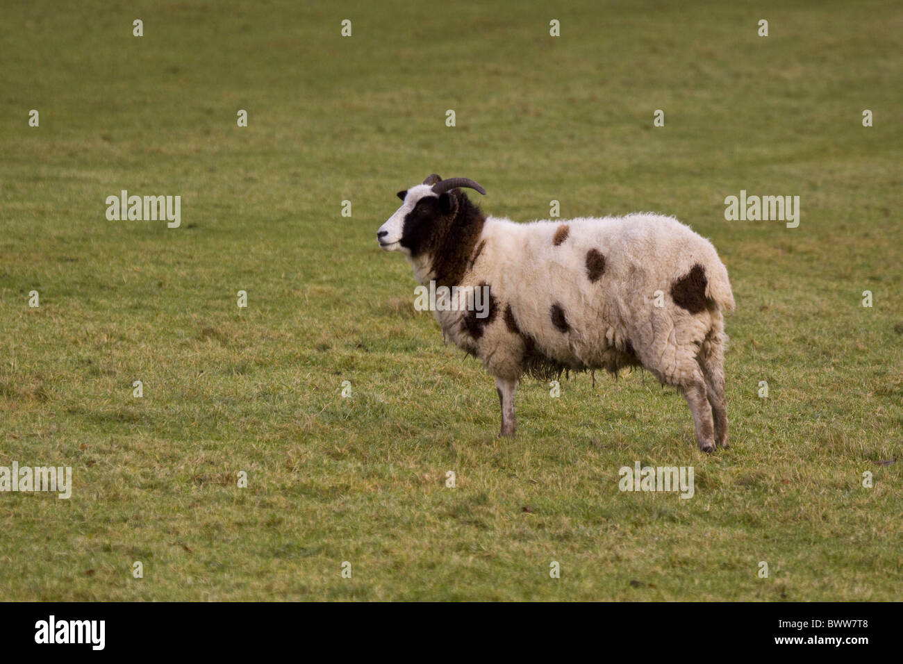 female Jacon sheep Stock Photo - Alamy