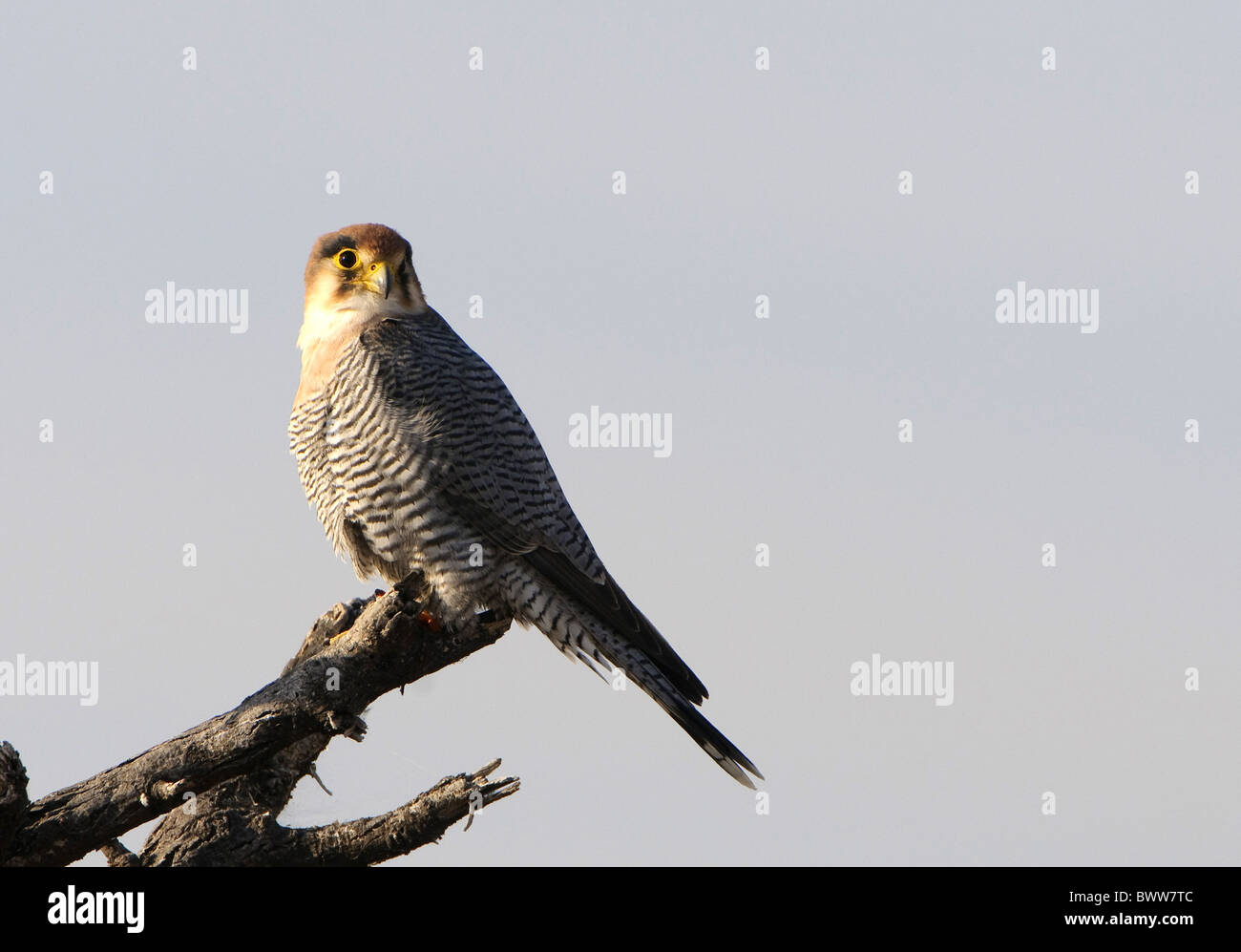 Red headed falcon hi-res stock photography and images - Alamy