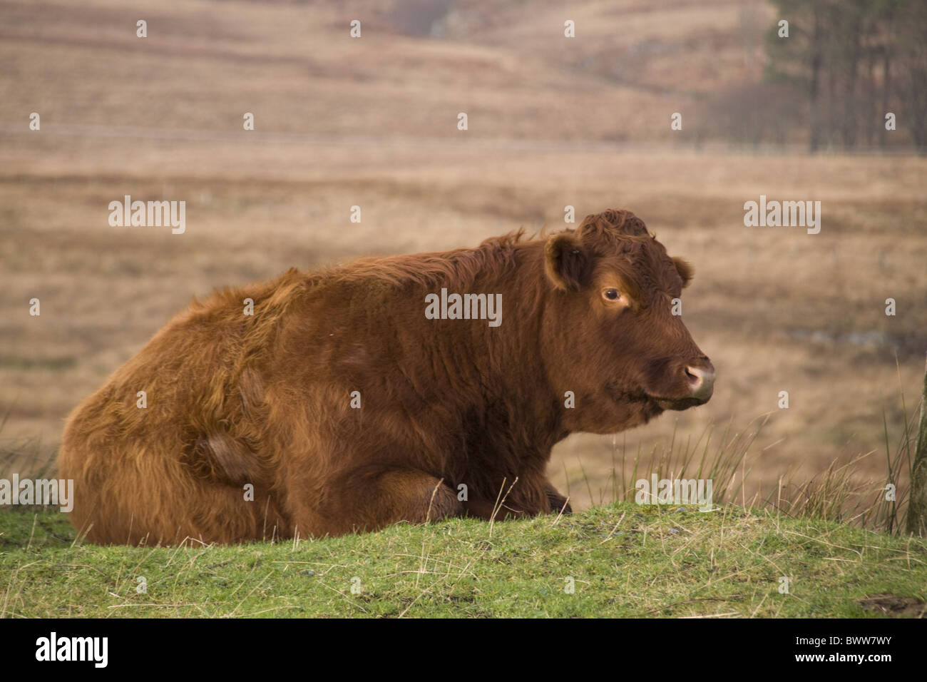 Luing Cow - Scotland Stock Photo - Alamy