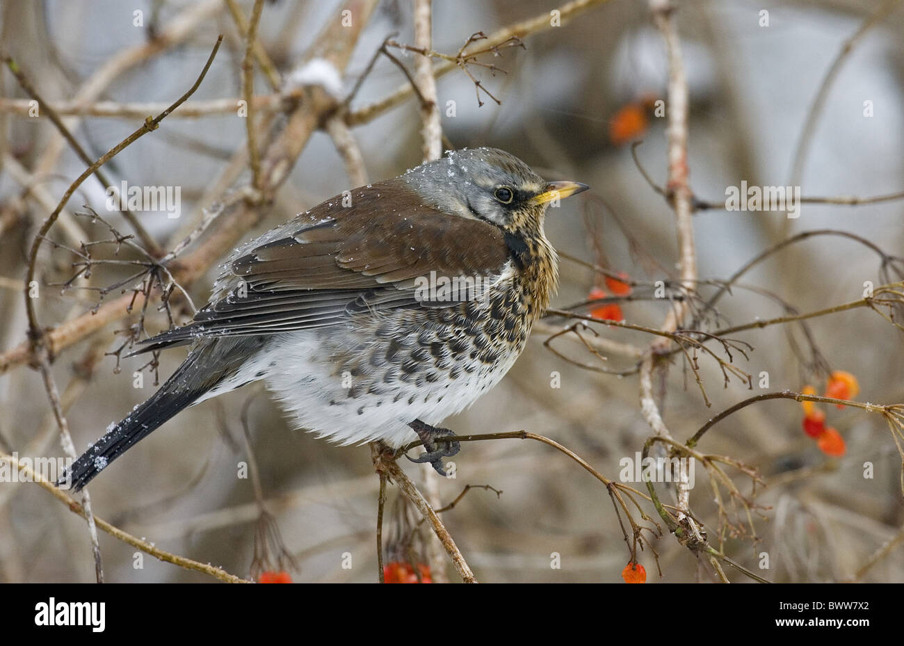 Fieldfare (Turdus pilaris) adult, feathers fluffed, perched on guelder ...