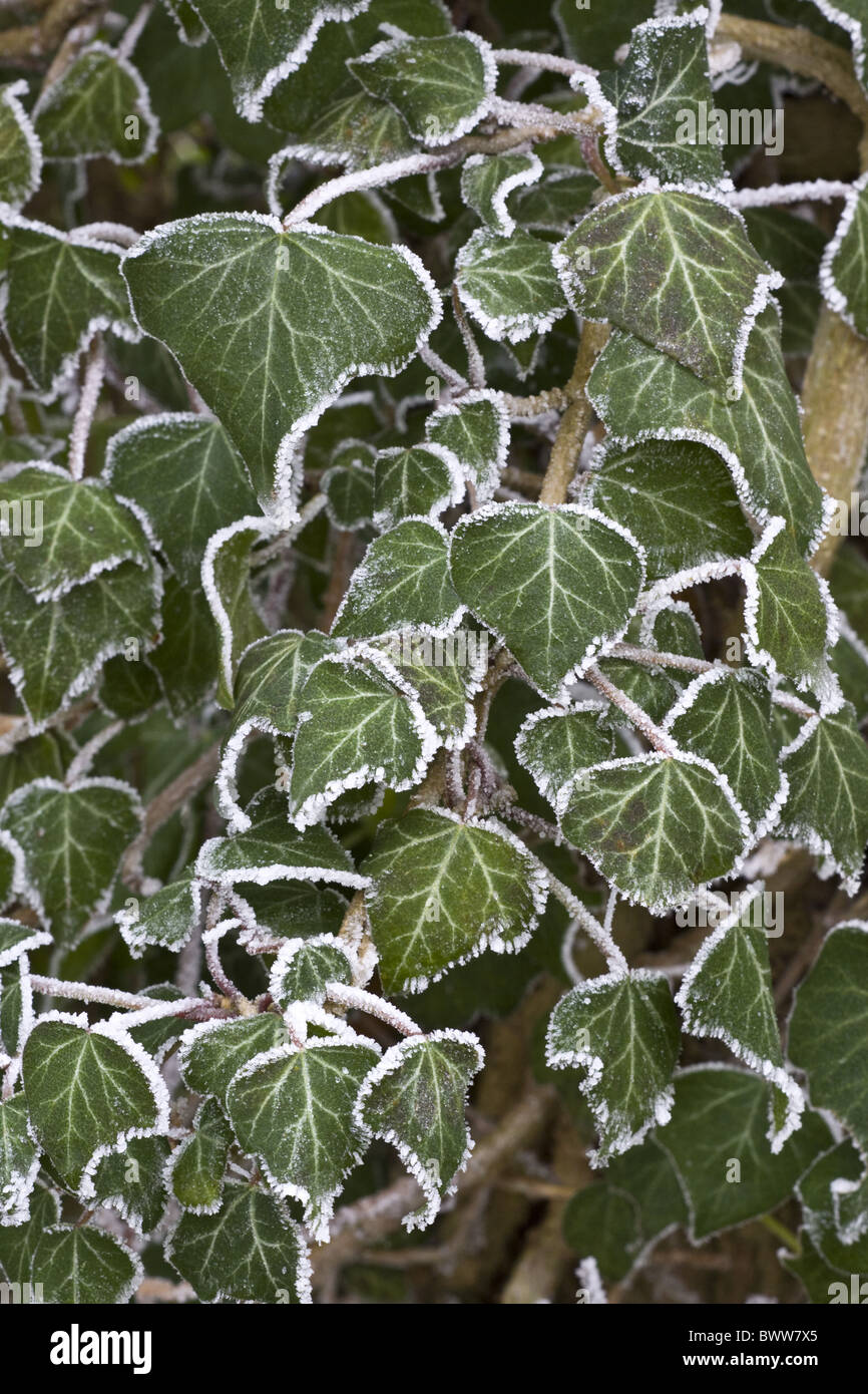Ivy leaves with rime frost Stock Photo - Alamy