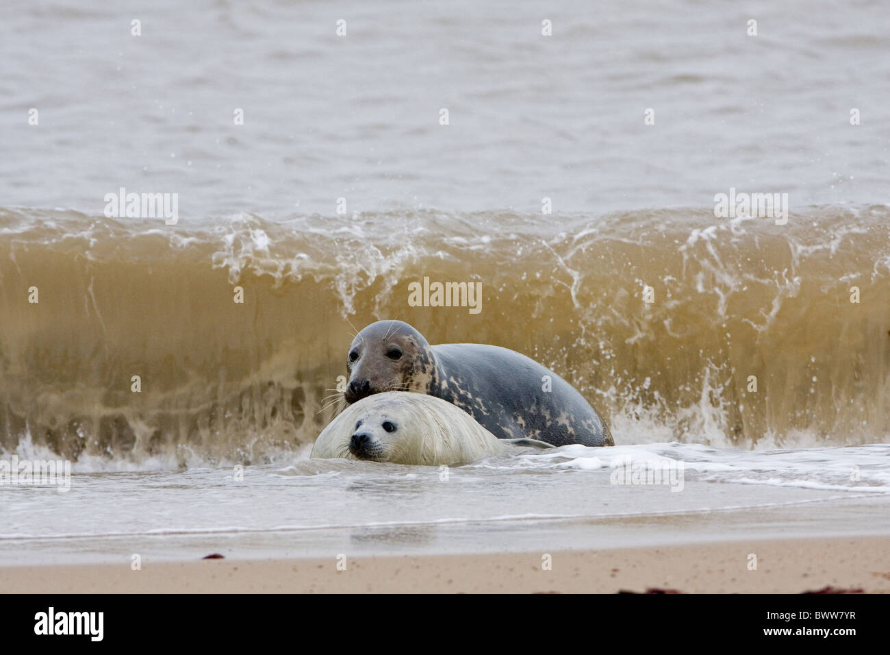 Grey Seal (Halichoerus grypus) mother with pup, mother protecting pup ...