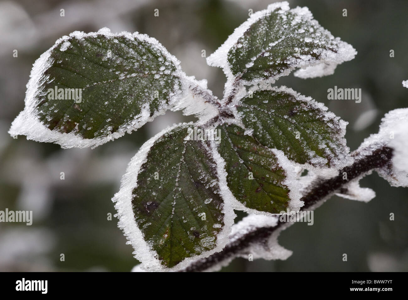 bramble leaf covered with rime frost Stock Photo - Alamy