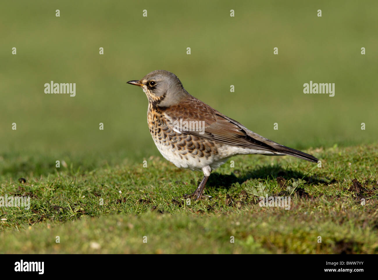 Fieldfares norfolk hi-res stock photography and images - Alamy