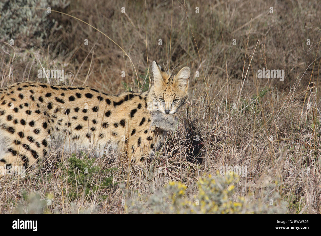 Serval Serval with Mouse Serval and Prey Prey Predator Mouse Diurnal ...