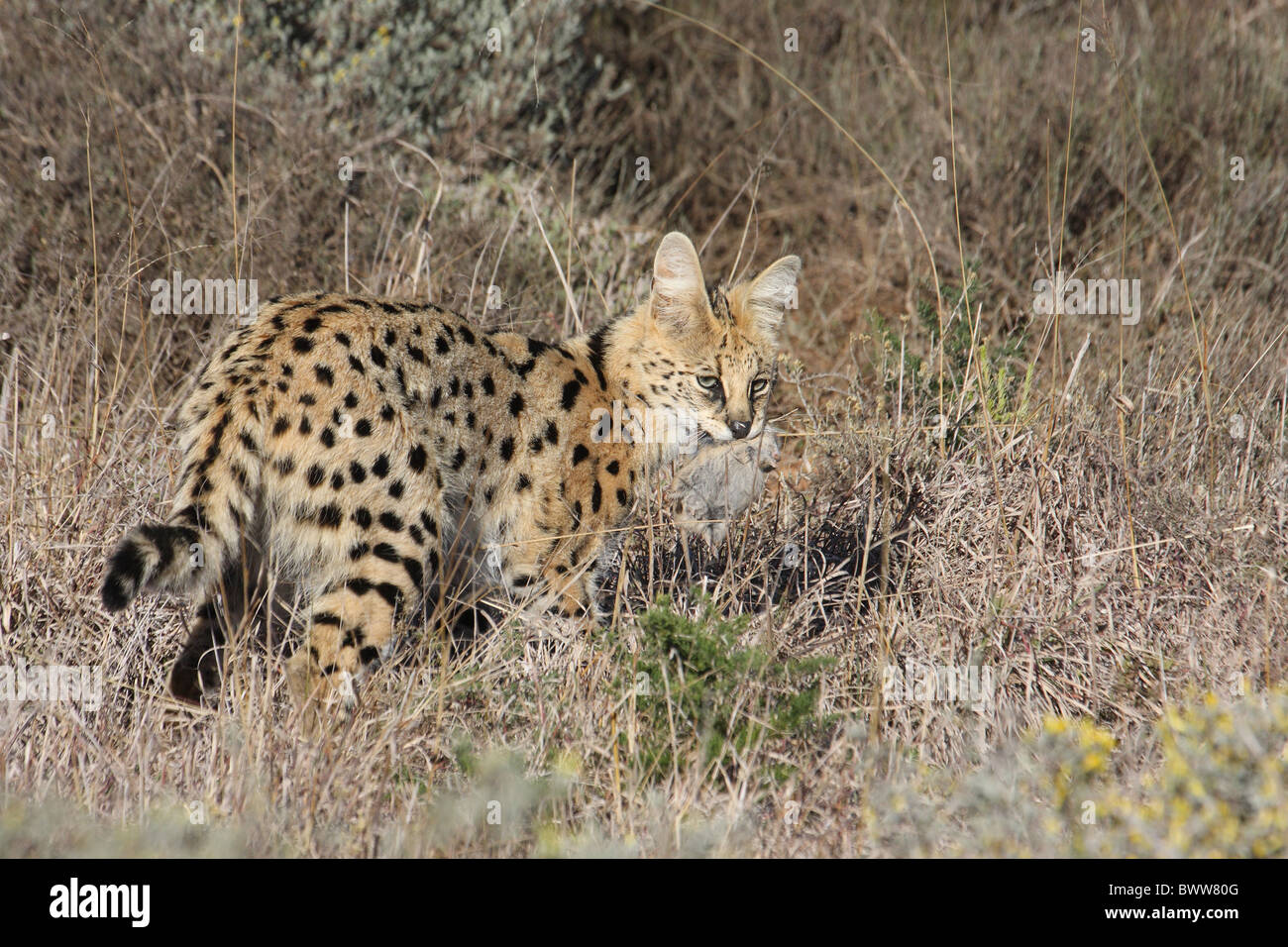 Serval Serval with Mouse Serval and Prey Prey Predator Rodent Mouse ...