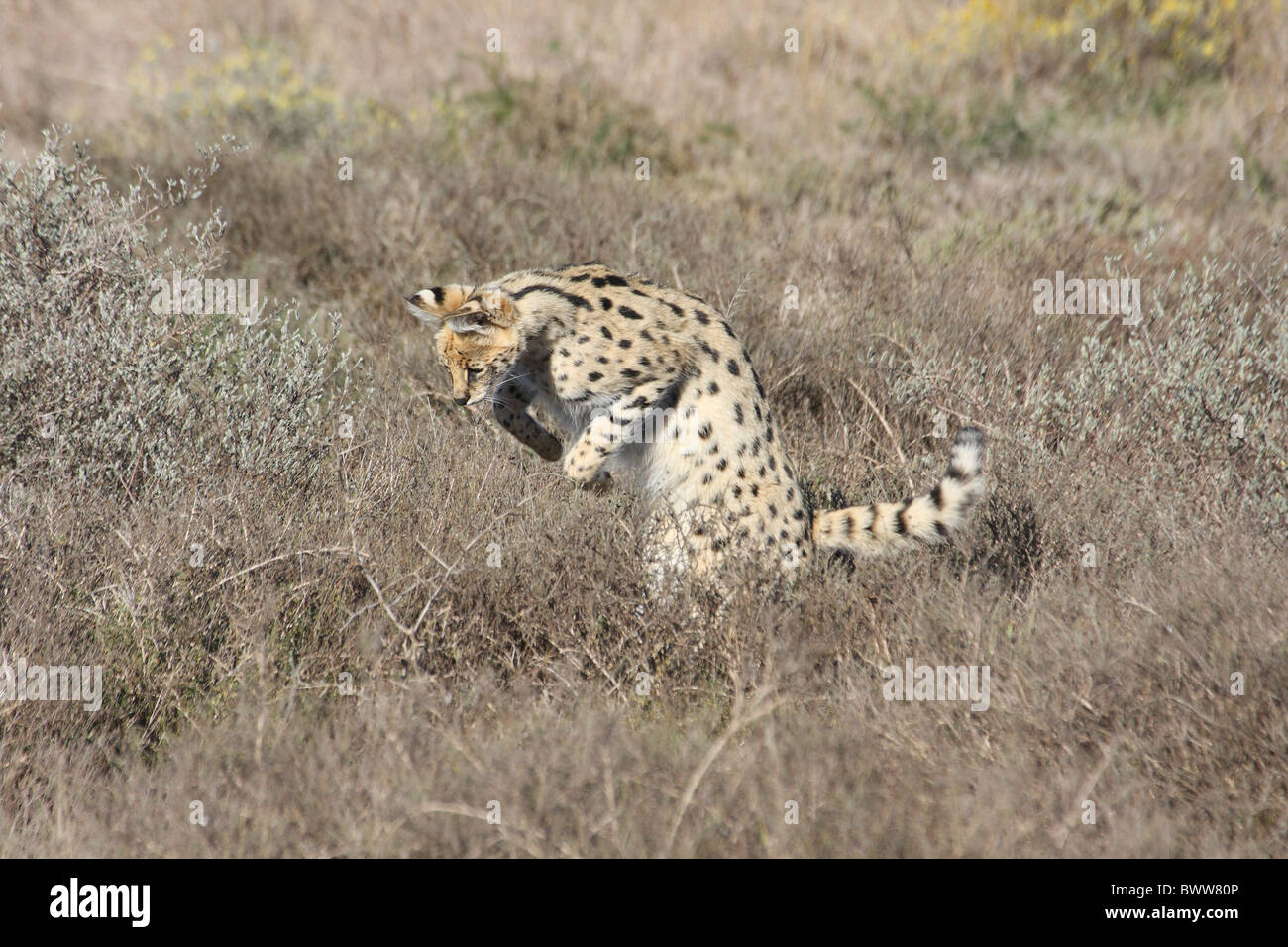 Serval Hunting Jumping Leaping Prey Predator Rodent Mouse Diurnal ...