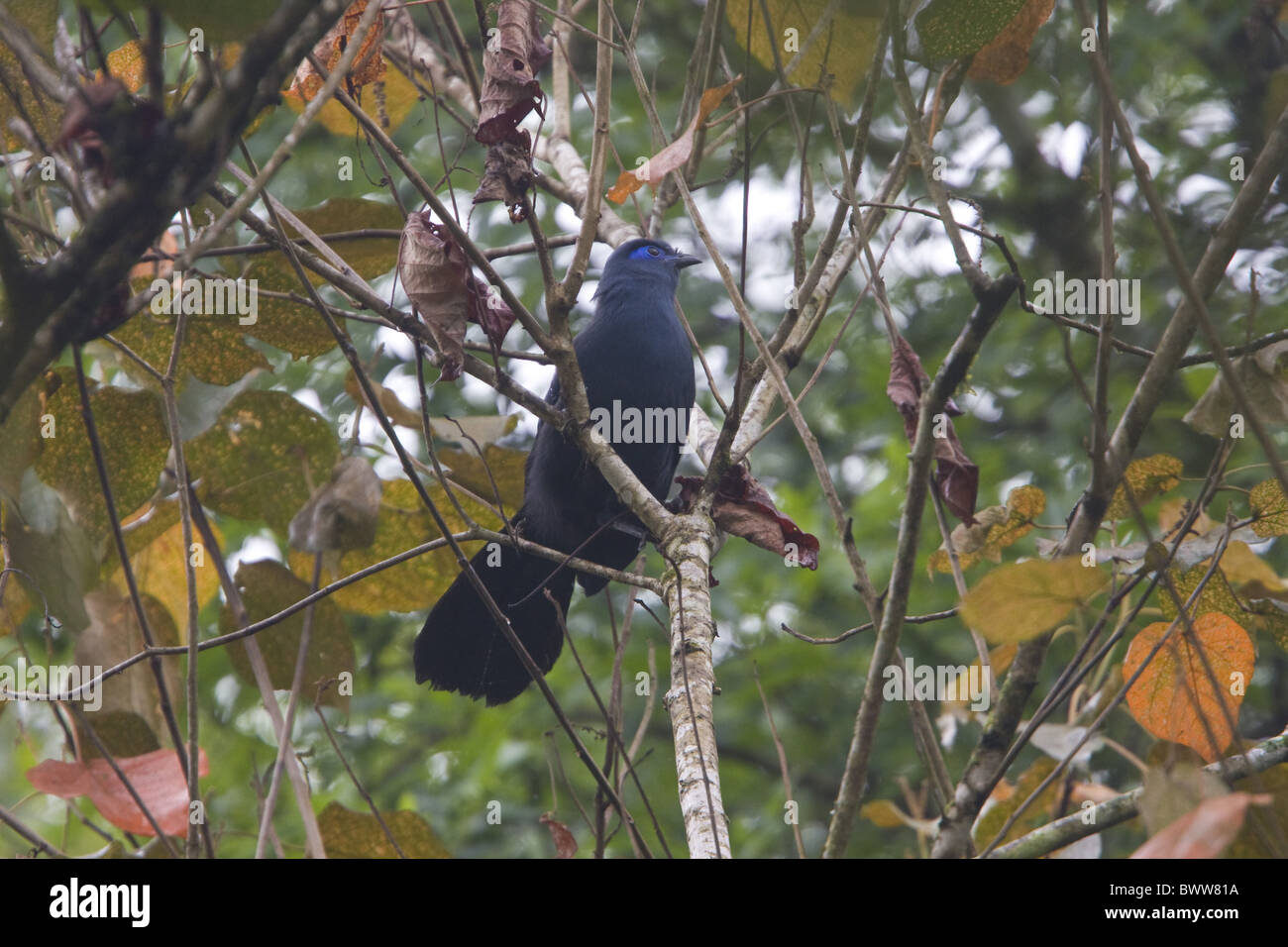 The Blue Coua Coua caerulea is species cuckoo Stock Photo - Alamy