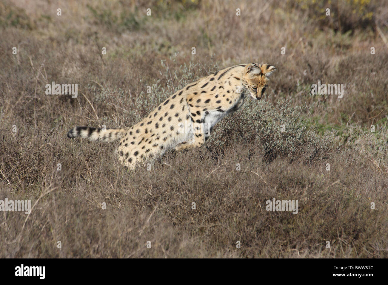 African Serval Jumping