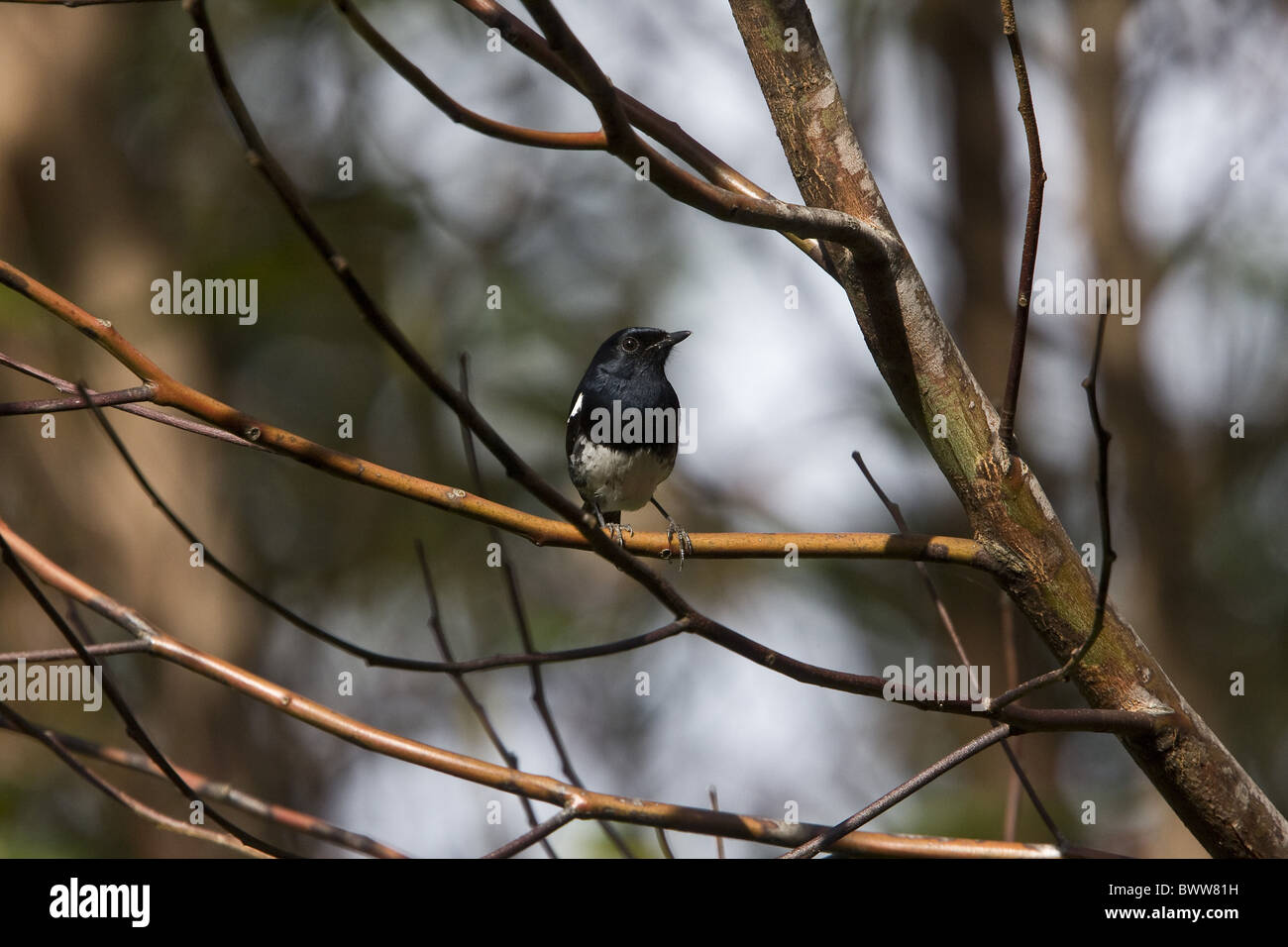 Male Madagascar Magpie Robin at Andasibe Stock Photo - Alamy