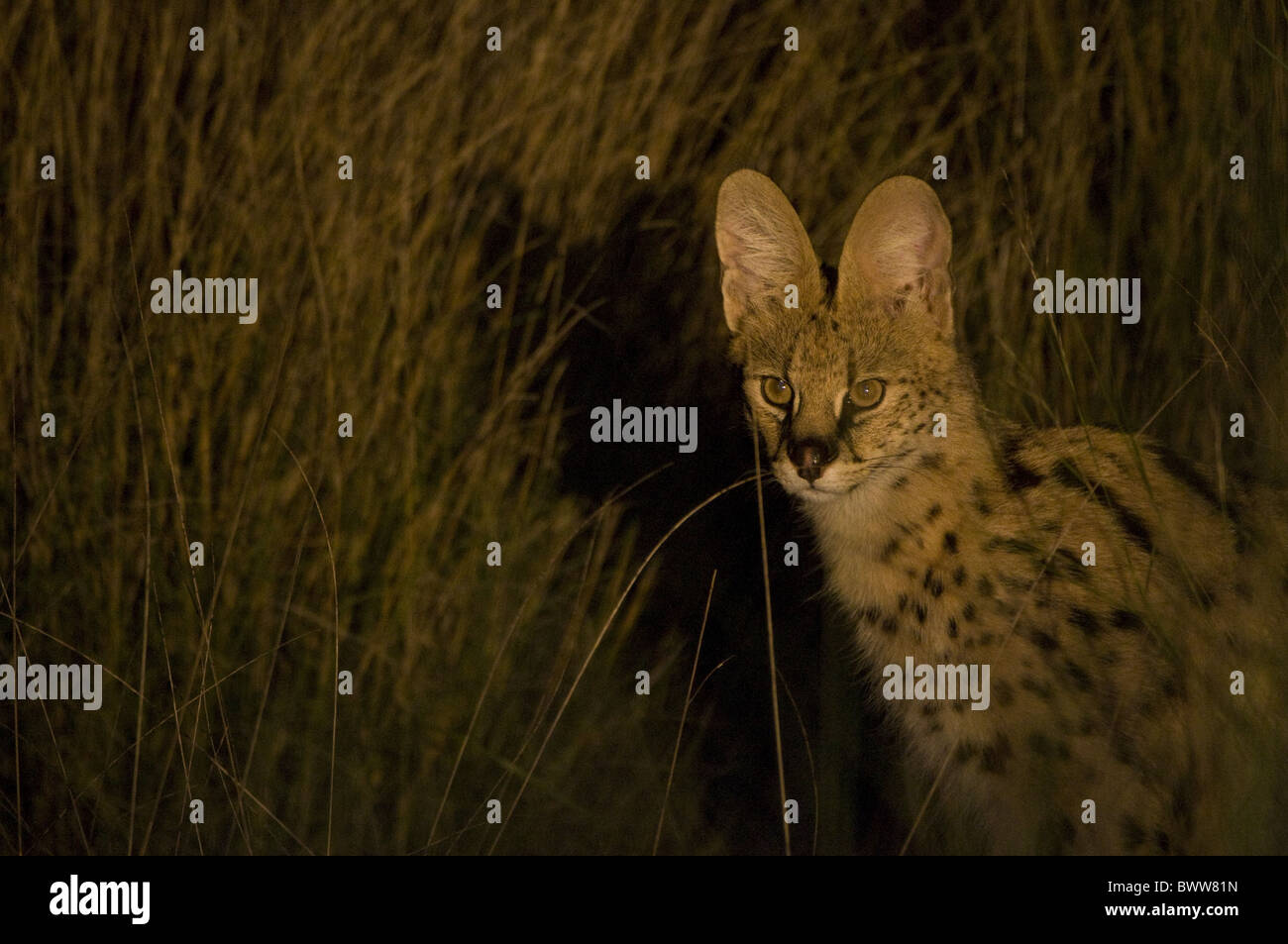 botswana delta kwando kwara nature okavango wildlife serval servals cat ...