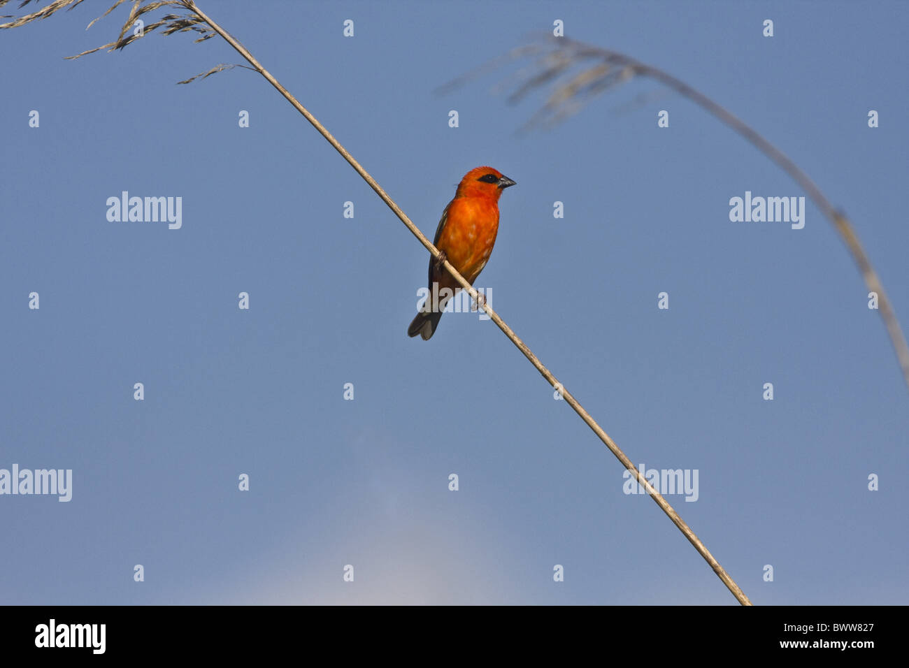 madagascar red fody Stock Photo - Alamy