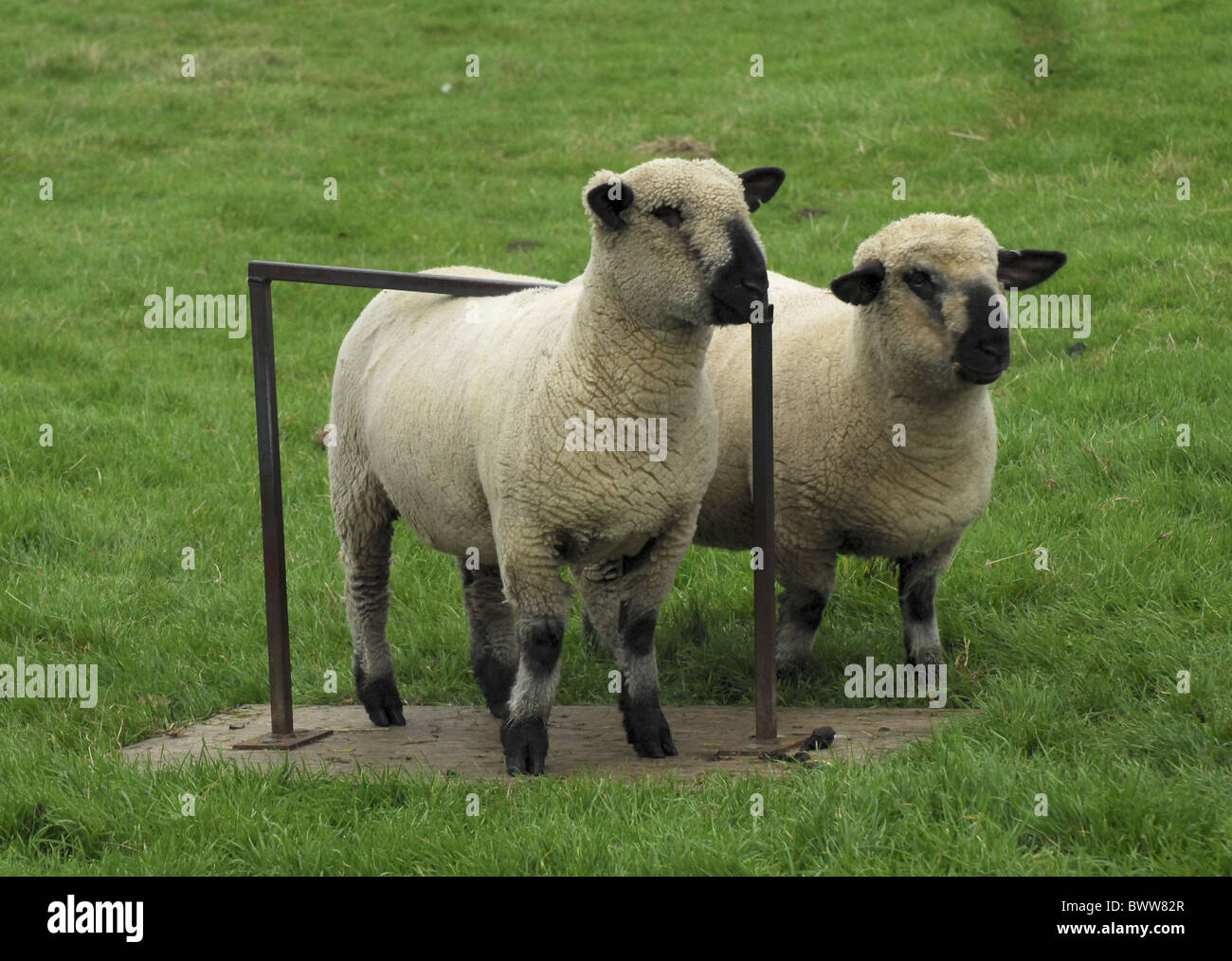 Hampshire Down Sheep Stock Photos & Hampshire Down Sheep Stock Images ...