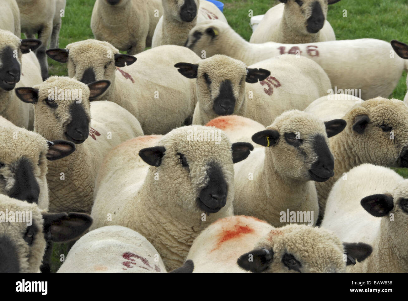 Sheep lambs Hampshire Down sheep domestic domesticated farm hoofed ...