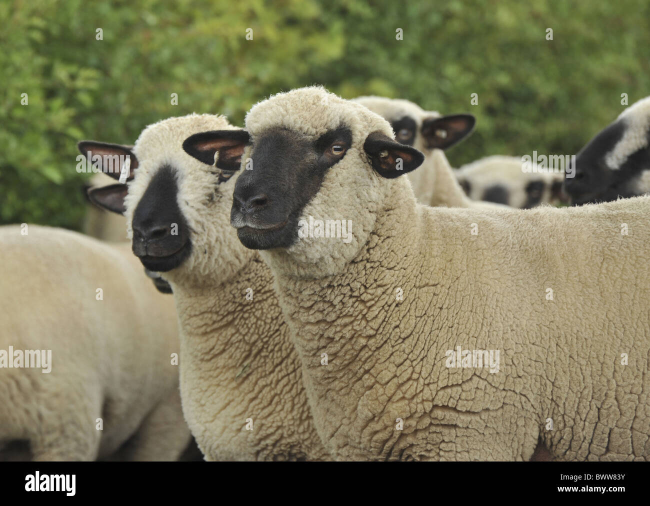 Hampshire down sheep hi-res stock photography and images - Alamy