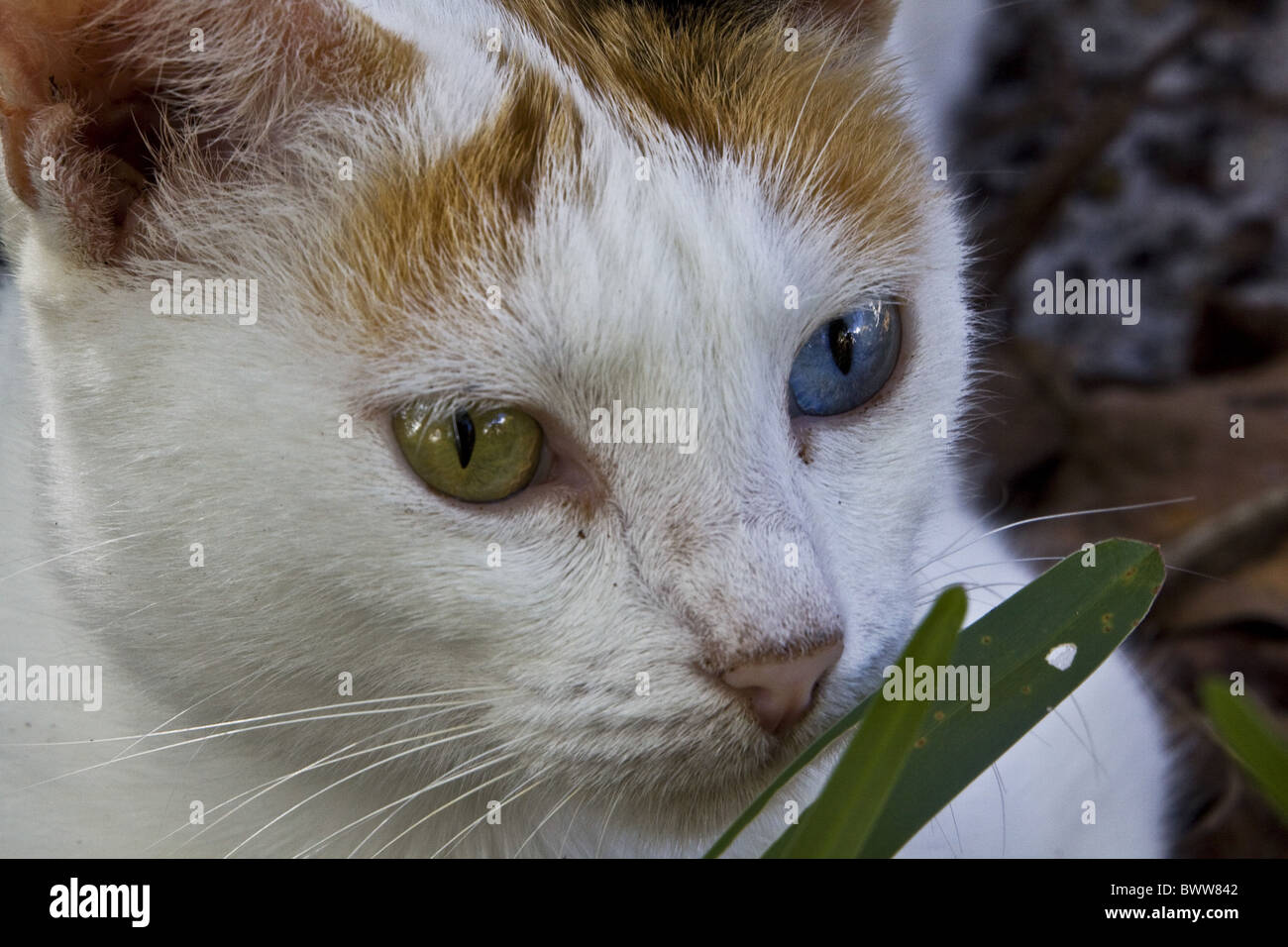 A domestic cat with two different coloured eyes Stock Photo - Alamy