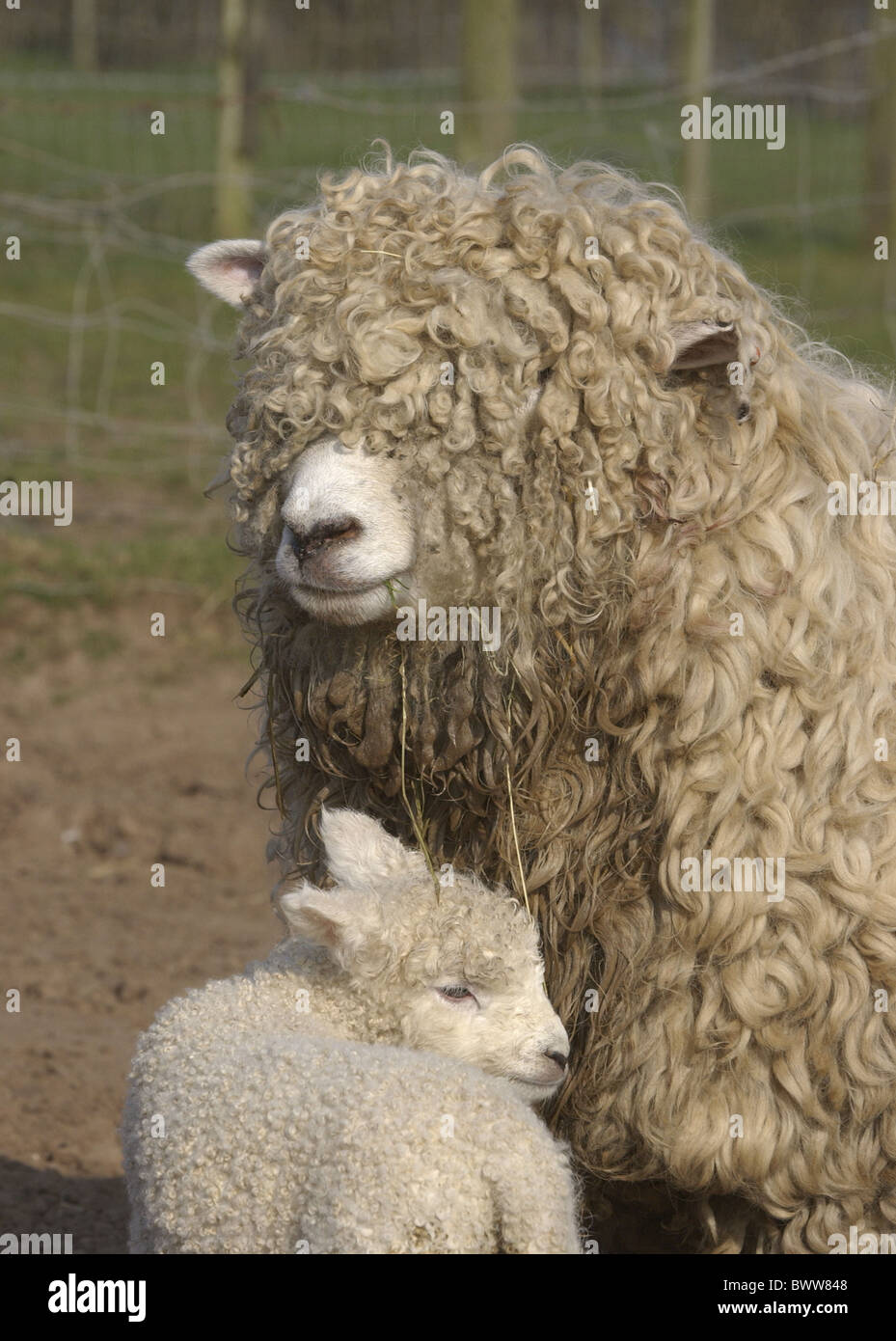 Head picture Devon and Cornwall Longwool ewe lamb sheep. sheep domestic ...