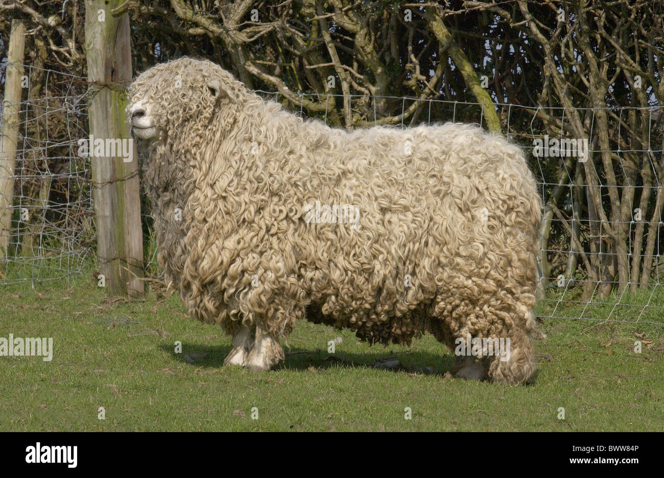 Devon and Cornwall Longwool sheep.Ram. sheep domestic farm farms ...