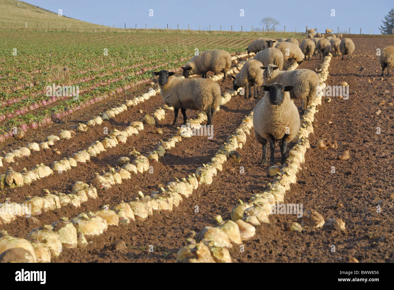 Suffolk cross sheep hi-res stock photography and images - Alamy