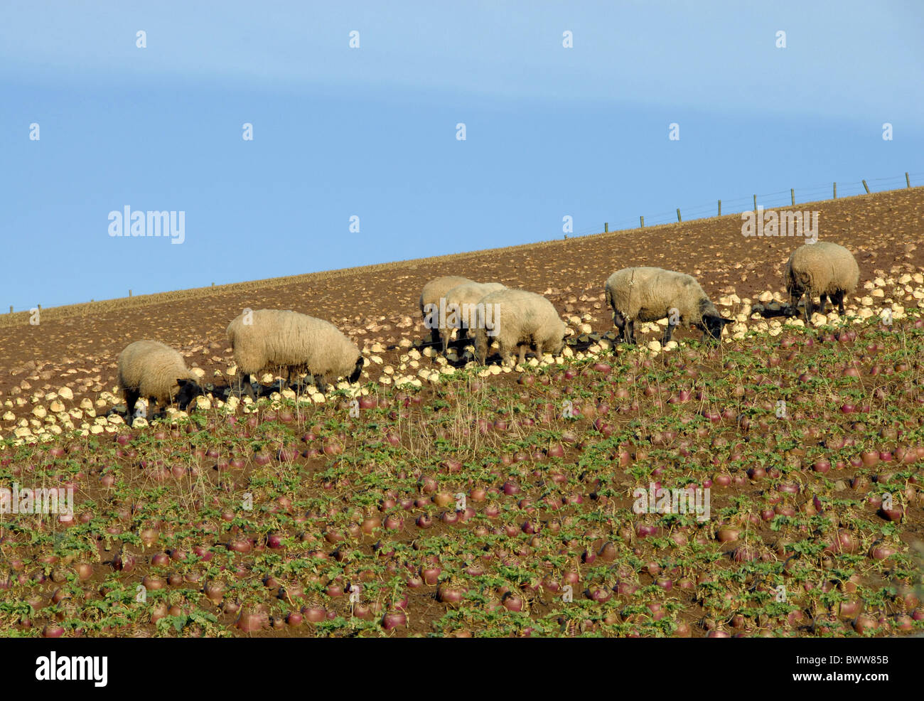 Domestic Sheep Suffolk cross replacement ewe Stock Photo - Alamy