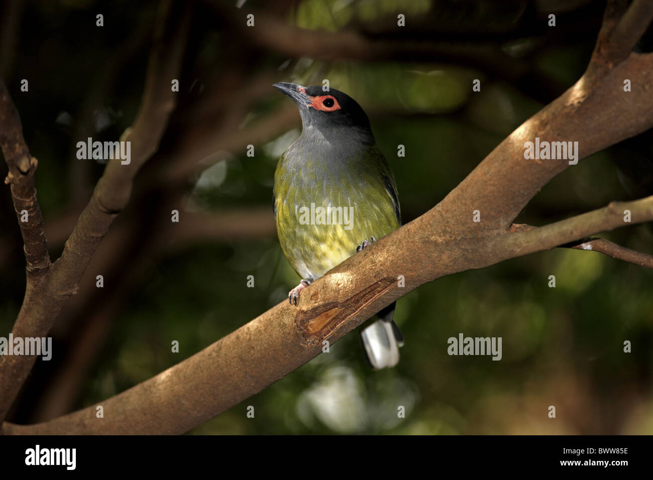 Australian figbirds hi-res stock photography and images - Alamy