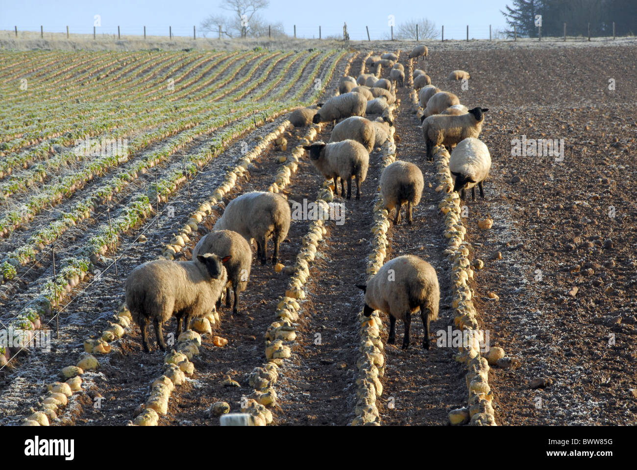 Domestic Sheep, Suffolk cross replacement ewe lambs, feeding on roots ...