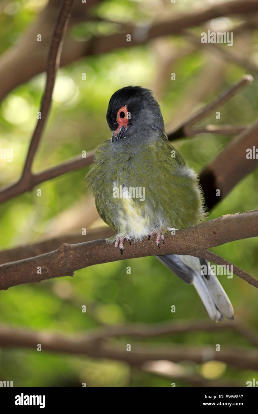 Australian figbirds hi-res stock photography and images - Alamy