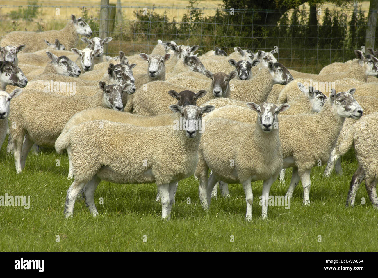 Sheep man hi-res stock photography and images - Alamy