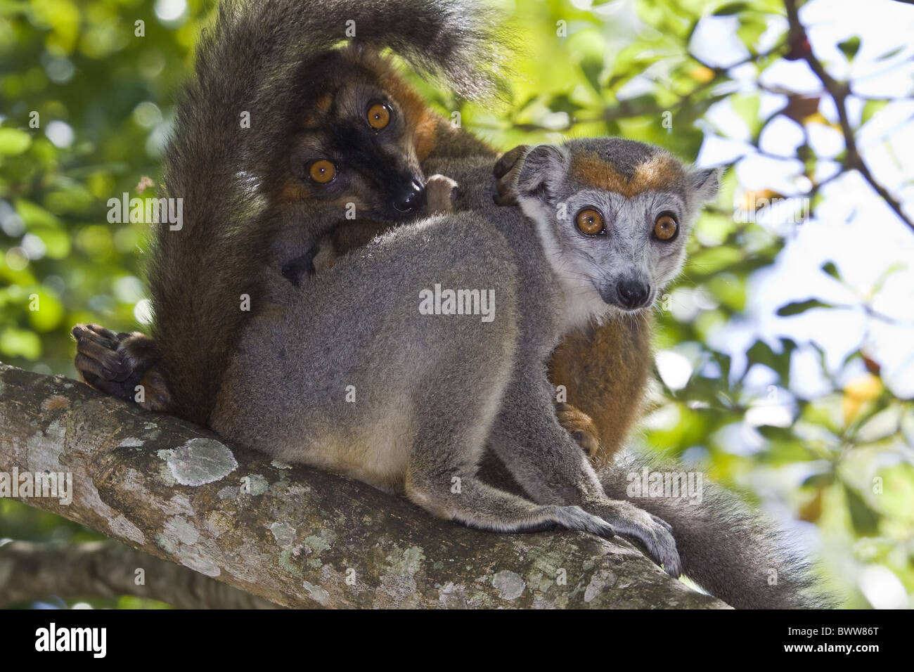 crowned lemur female with hybrid brown lemur Stock Photo - Alamy