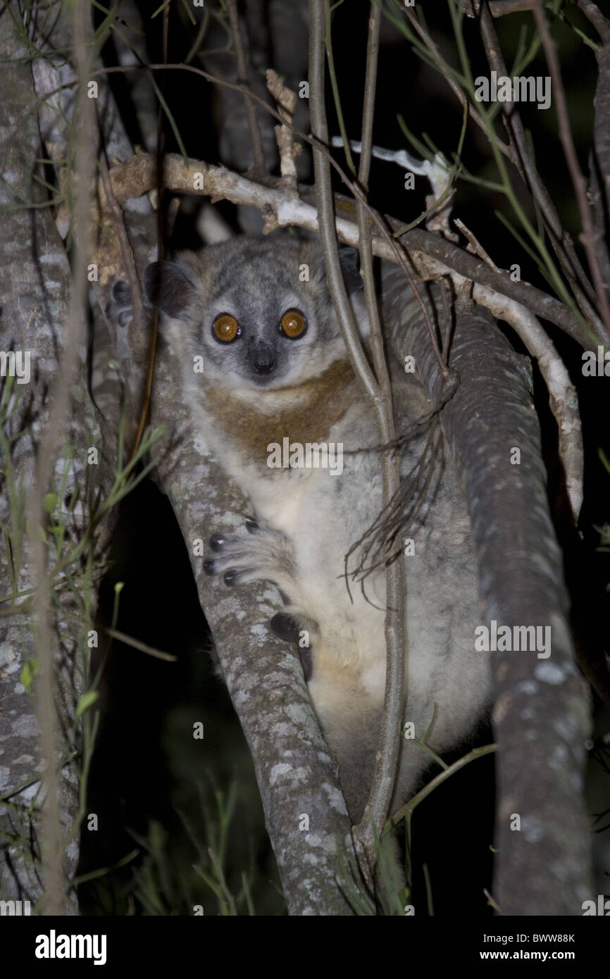 white footed sportive lemur at Berenty Madagascar Stock Photo - Alamy