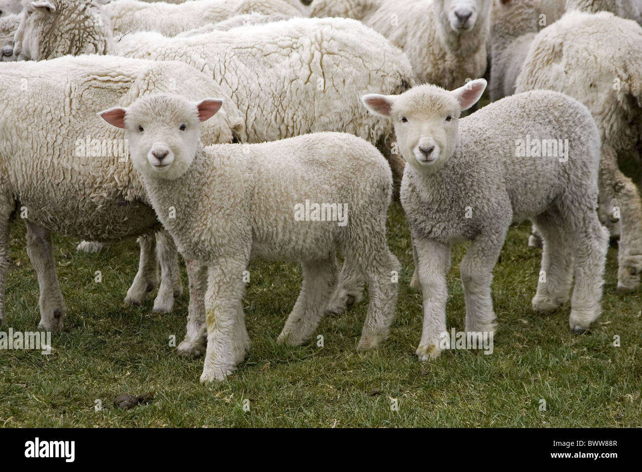 Domestic Sheep, two lambs in flock, Chile Stock Photo - Alamy
