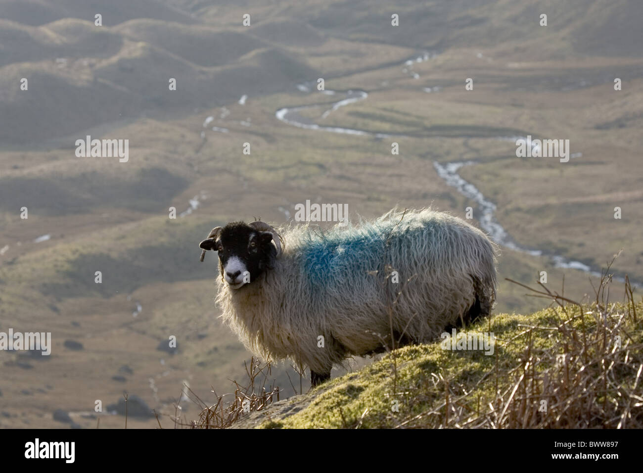 Domestic Sheep, adult, standing in upland habitat, Little Langdale ...