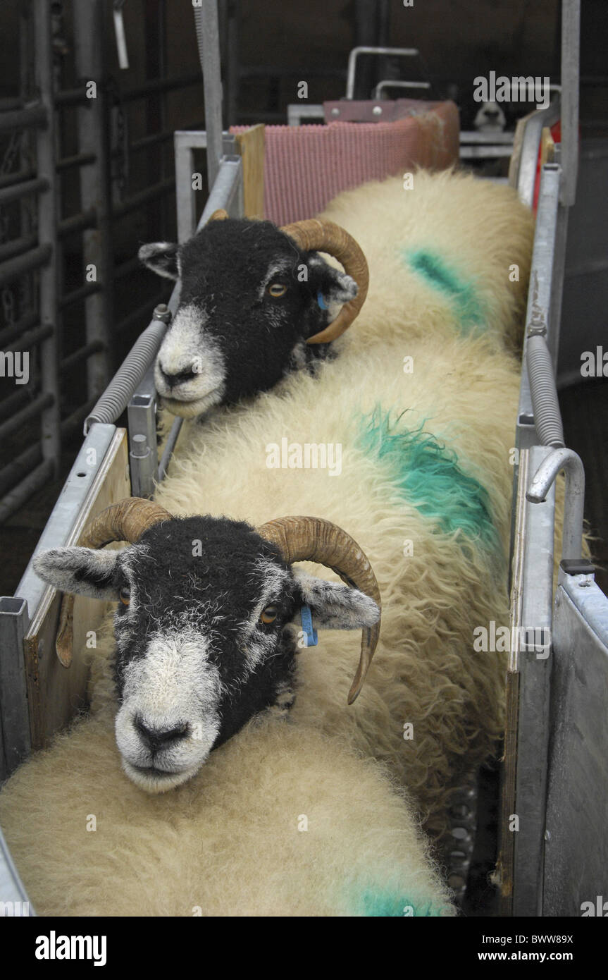 Swaledale ewes sheep handling system sheep domestic farm farms farming ...