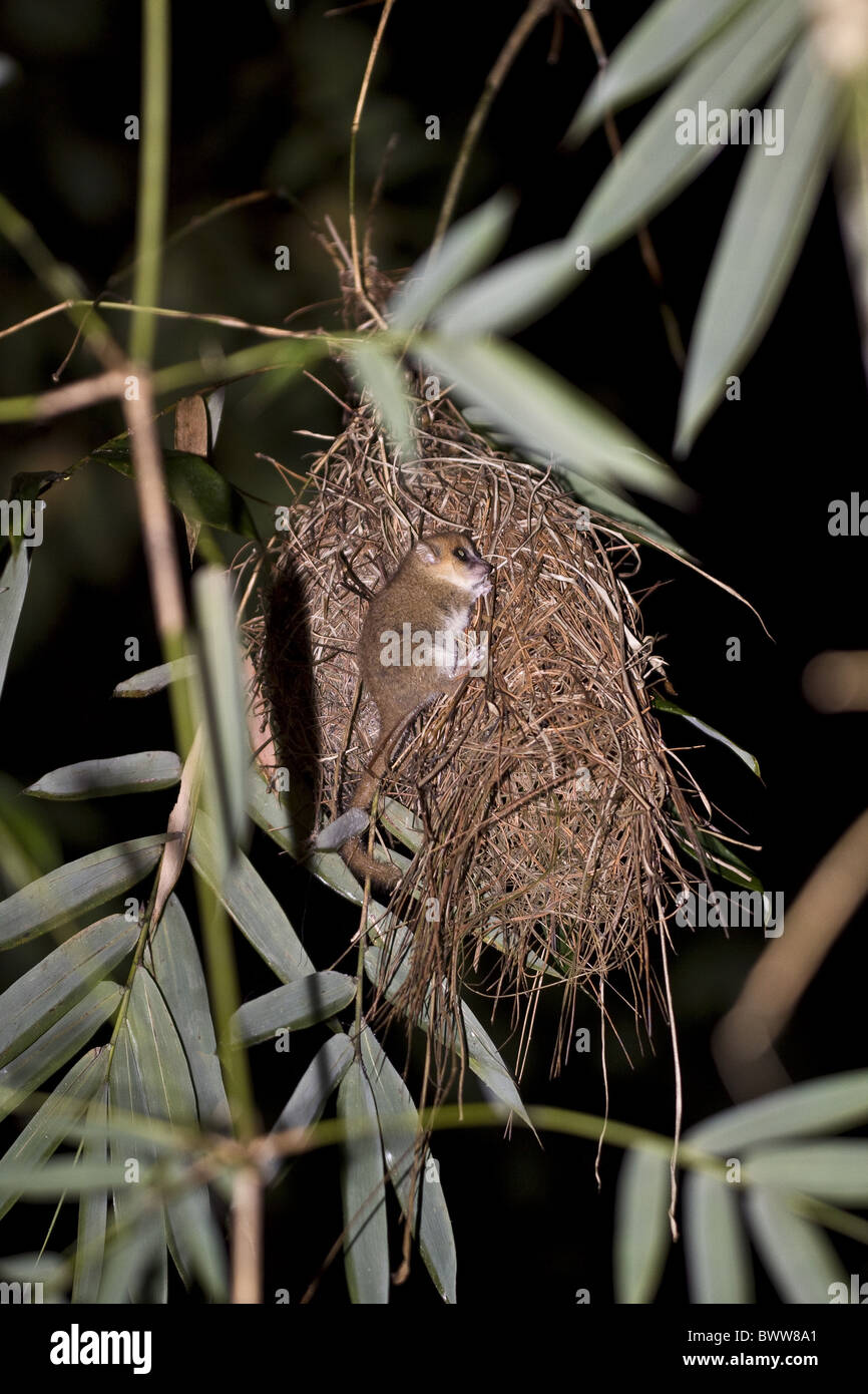 Goodman's Mouse Lemur, Andasibe, Madagascar Stock Photo - Alamy