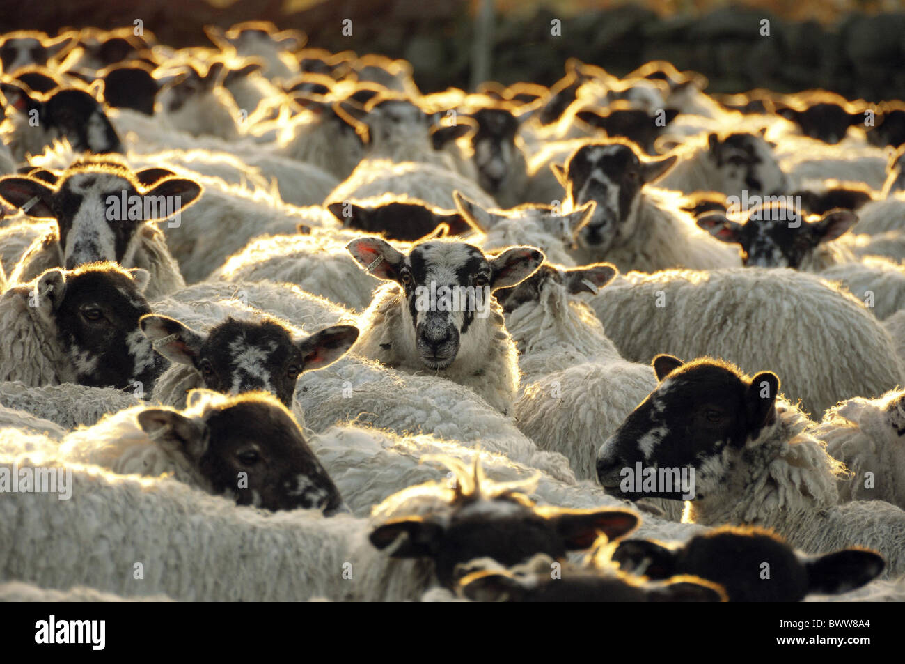 Domestic Sheep, mule gimmer flock, gathered ready for tranportation ...