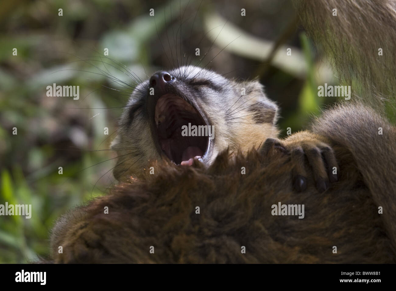 Rufous brown lemur hi-res stock photography and images - Alamy