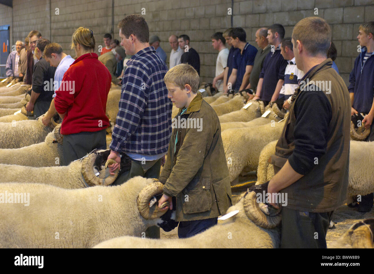Domestic Sheep Lonk Sheep held by owners show Stock Photo - Alamy