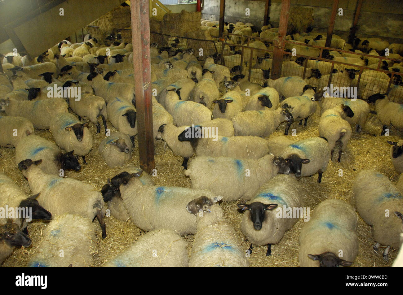 Domestic Sheep Suffolk cross ewes flock indoors Stock Photo - Alamy