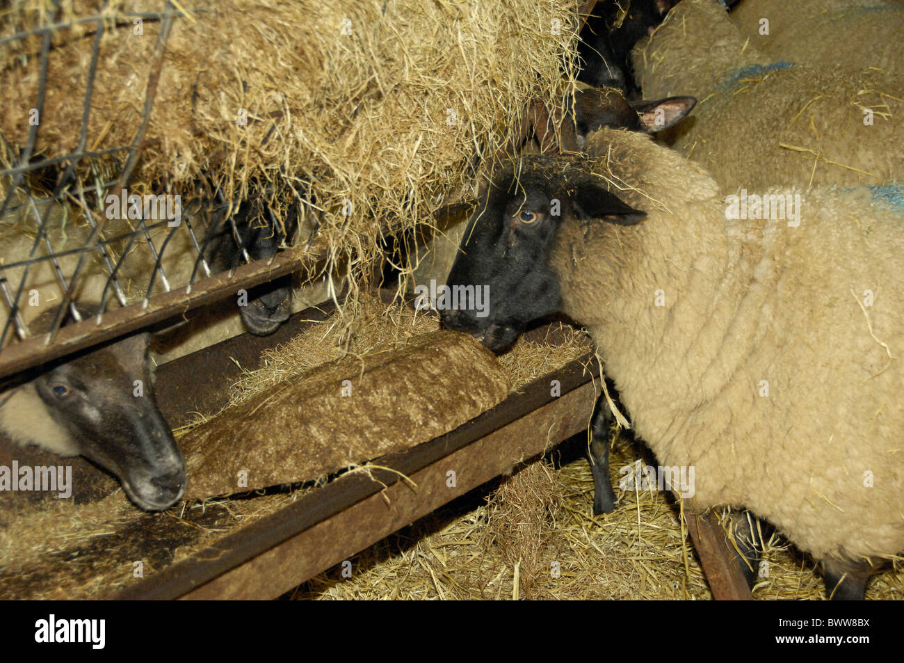 ewes Suffolk cross lambing straw feeding feed blocks hay sheep domestic ...