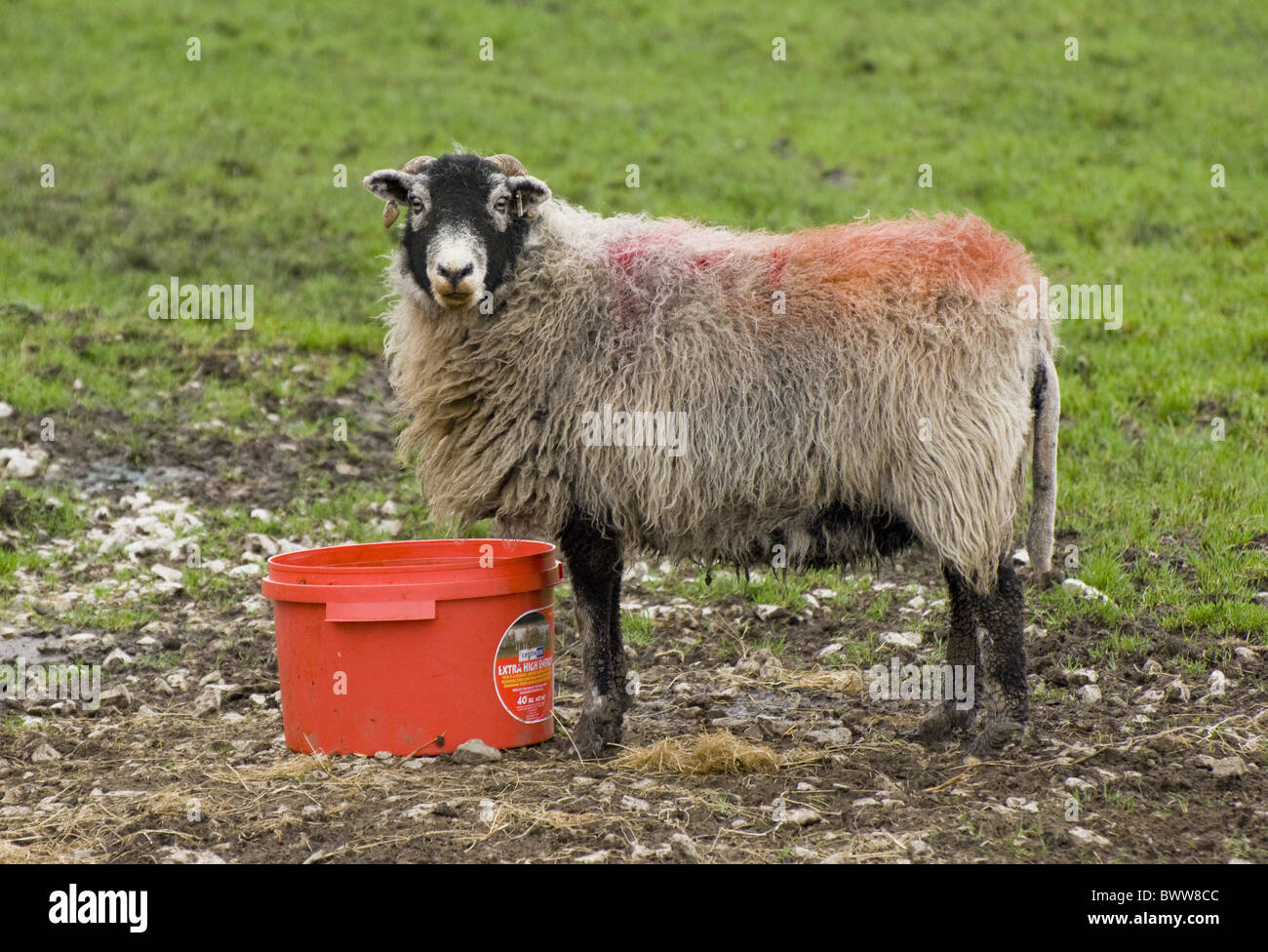 High energy bucket for sheep hi-res stock photography and images - Alamy