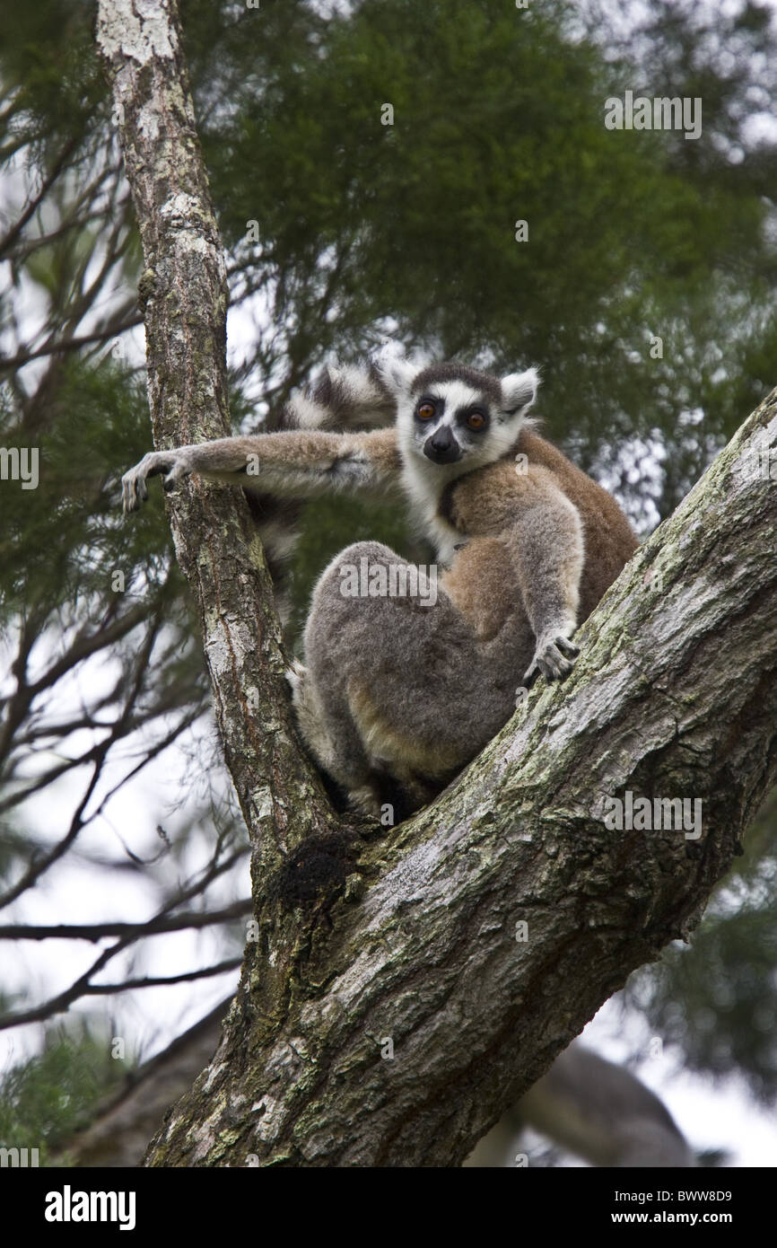 Ring tailed lemur - Madagascar Stock Photo - Alamy