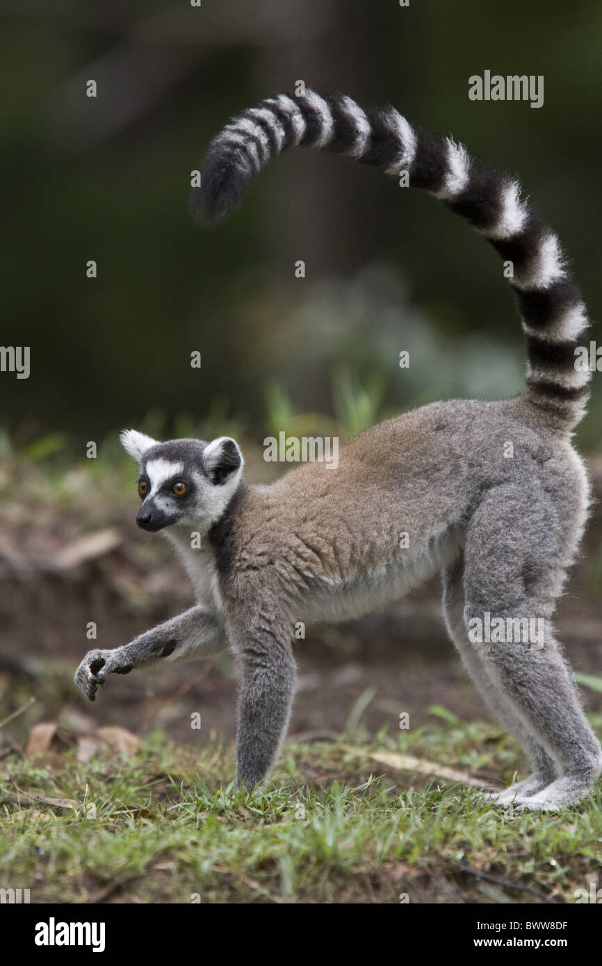 Ring tailed lemur - Madagascar Stock Photo - Alamy
