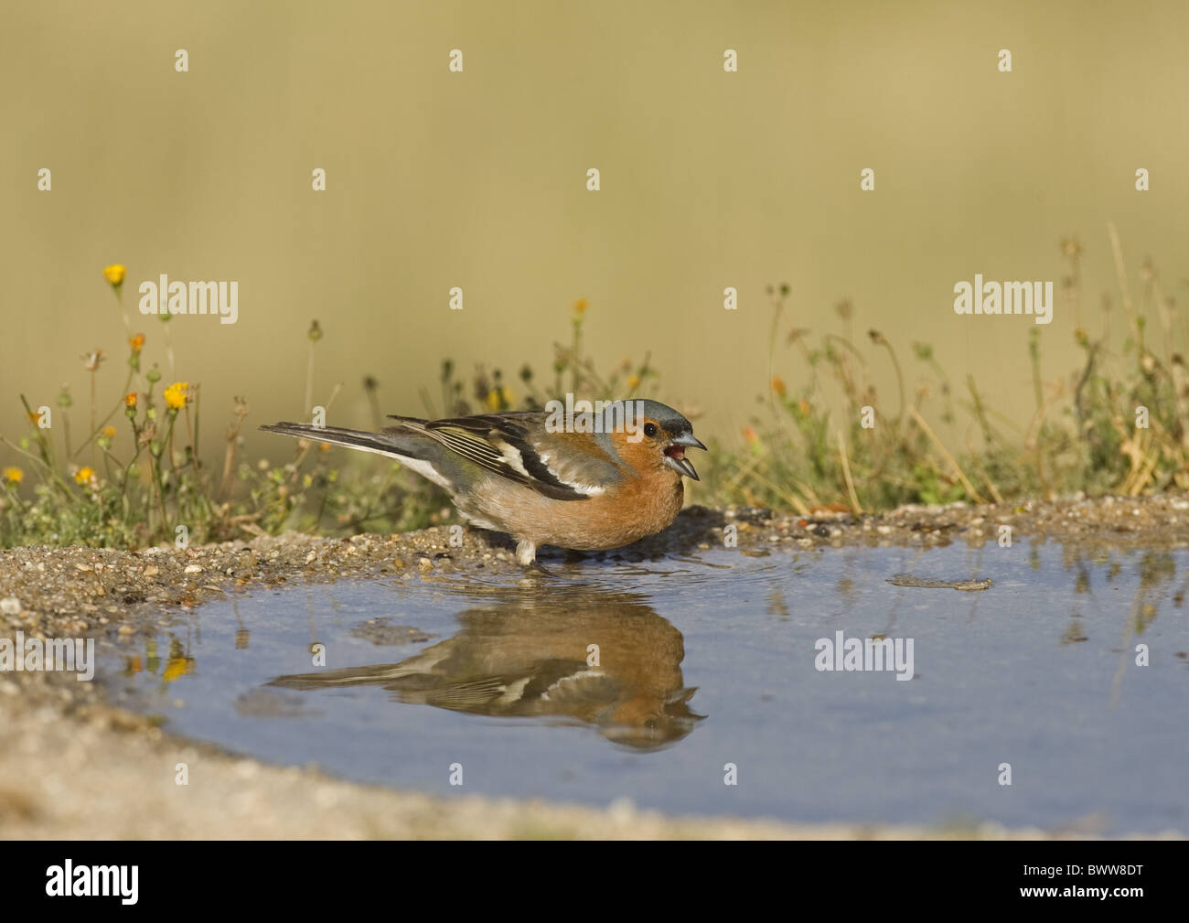 Aggressive display at edge of pool hi-res stock photography and images ...