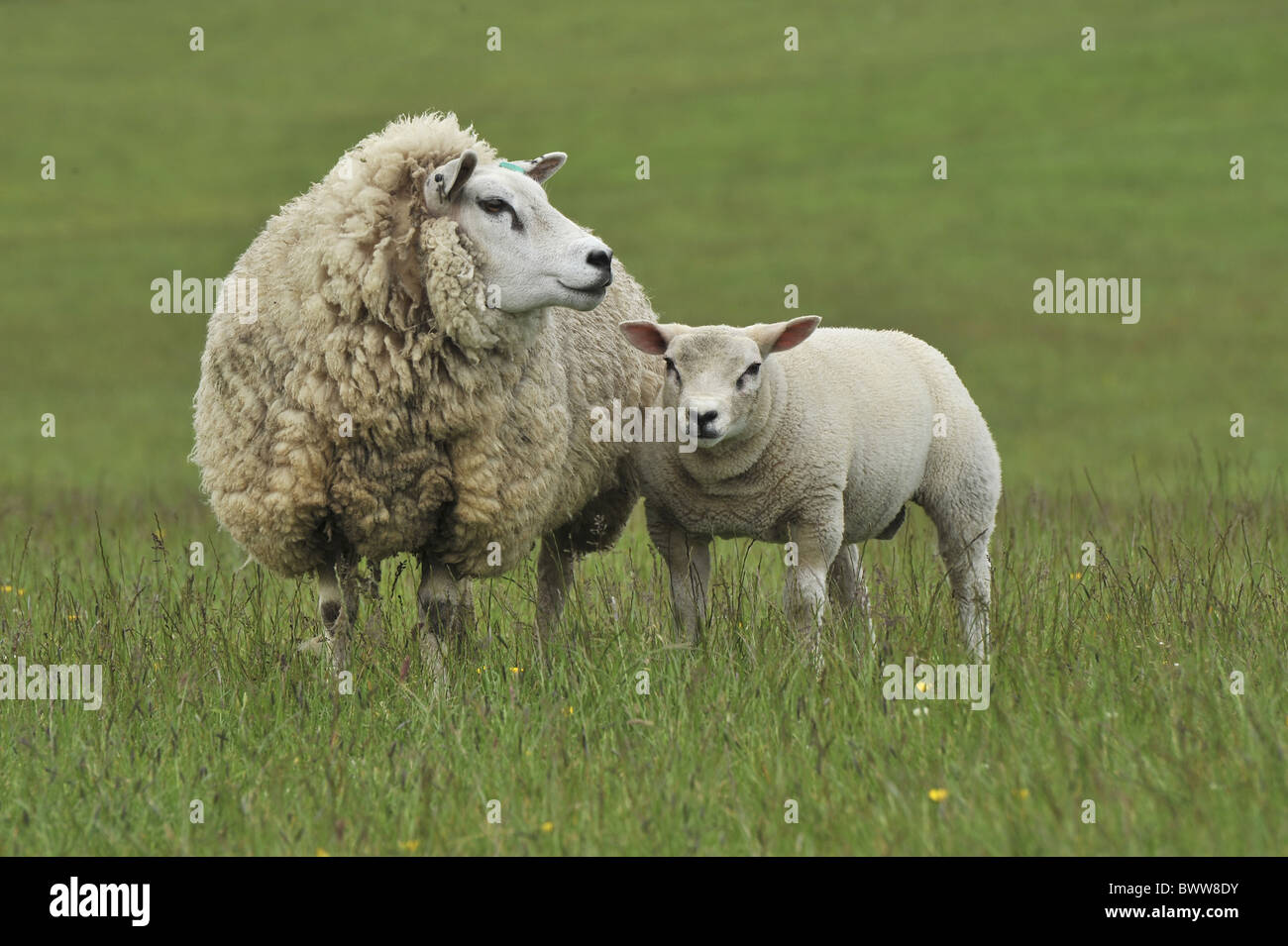 Domestic Sheep Beltex ewe lamb standing pasture Stock Photo - Alamy