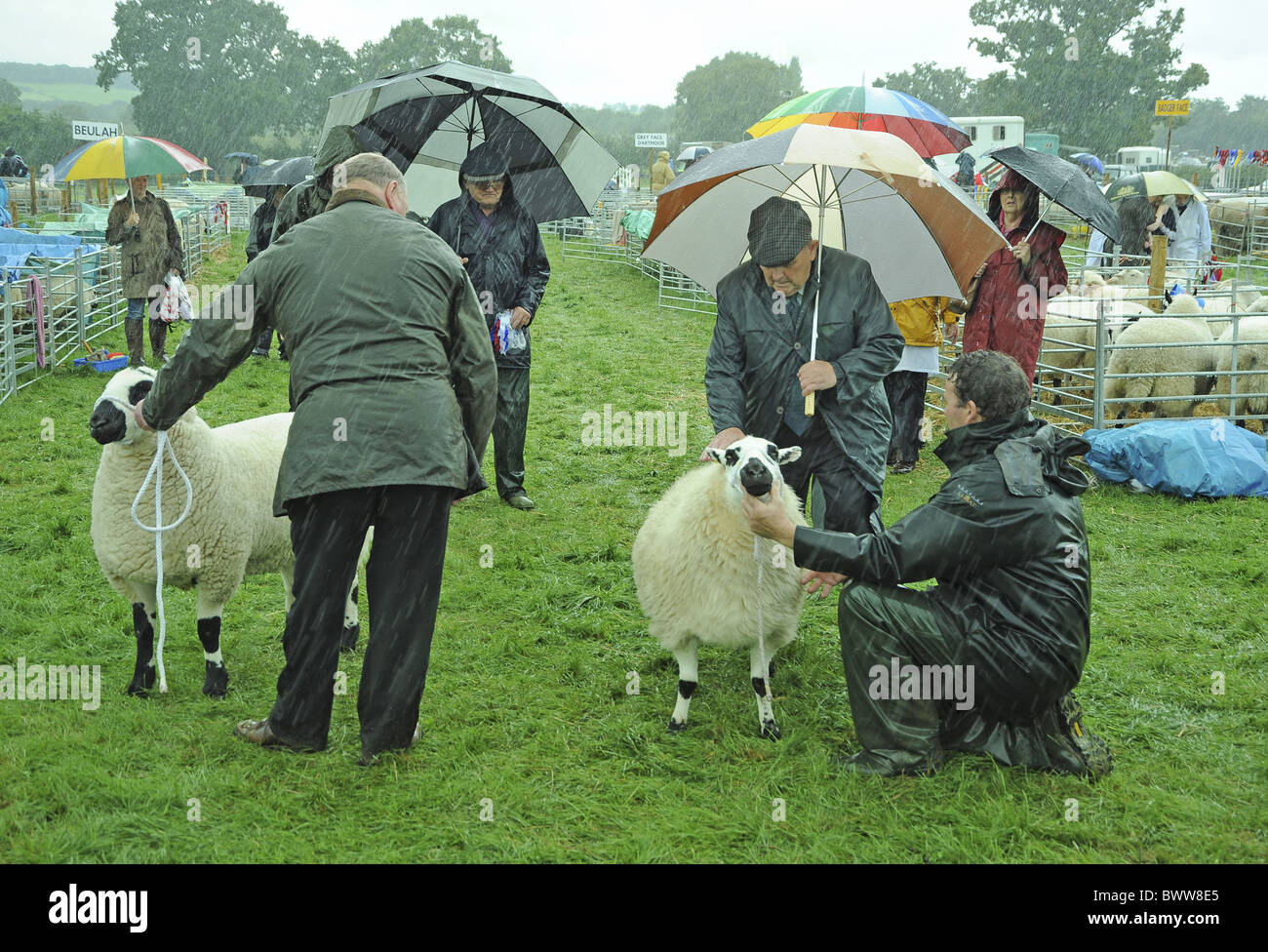 Sheep judging hi-res stock photography and images - Alamy