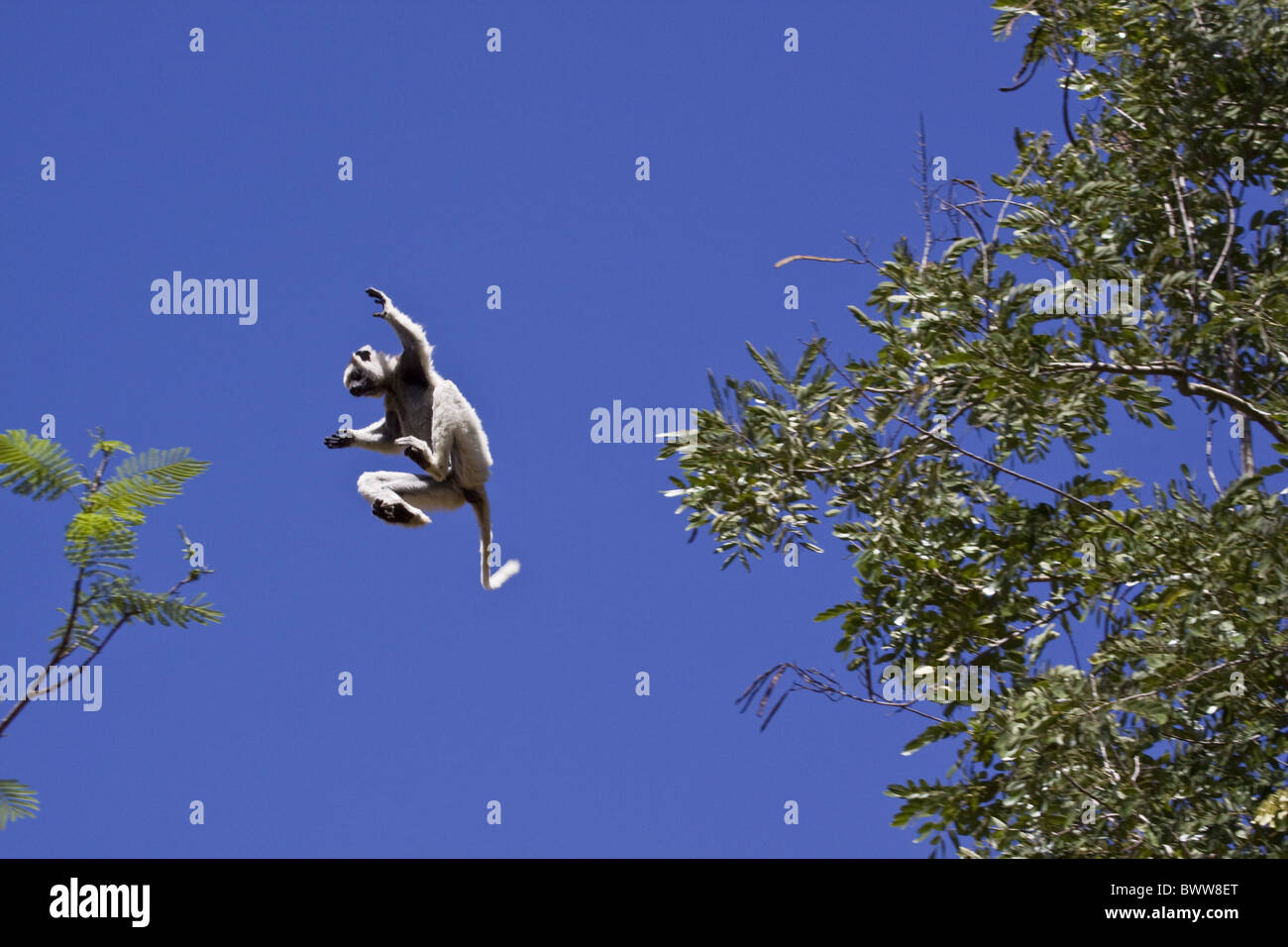 Sifaka lemur jumping between trees hi-res stock photography and images ...