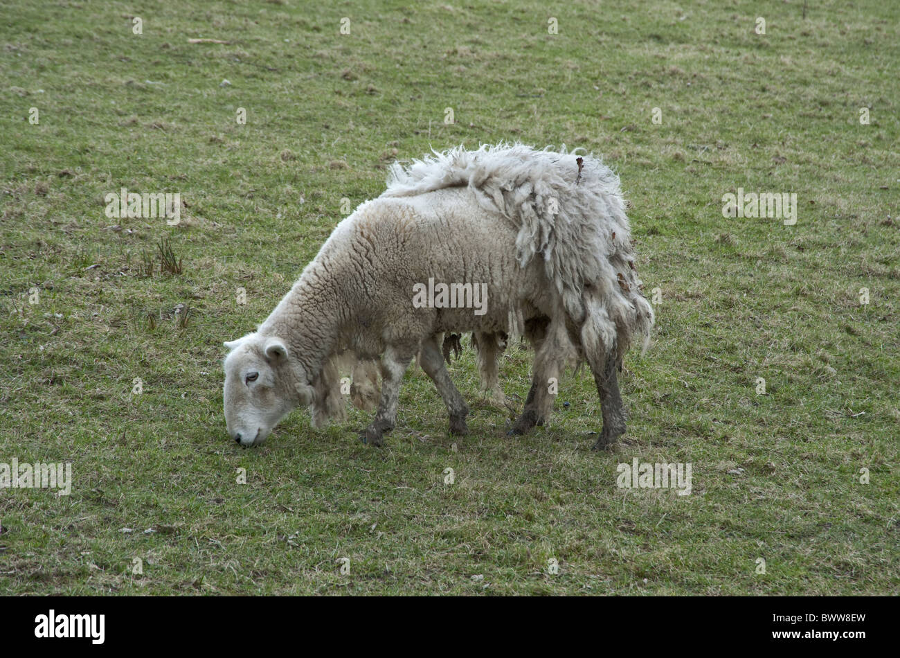 ewe untidy wool sheep domestic farm farms farming hoofed mammal mammals ...