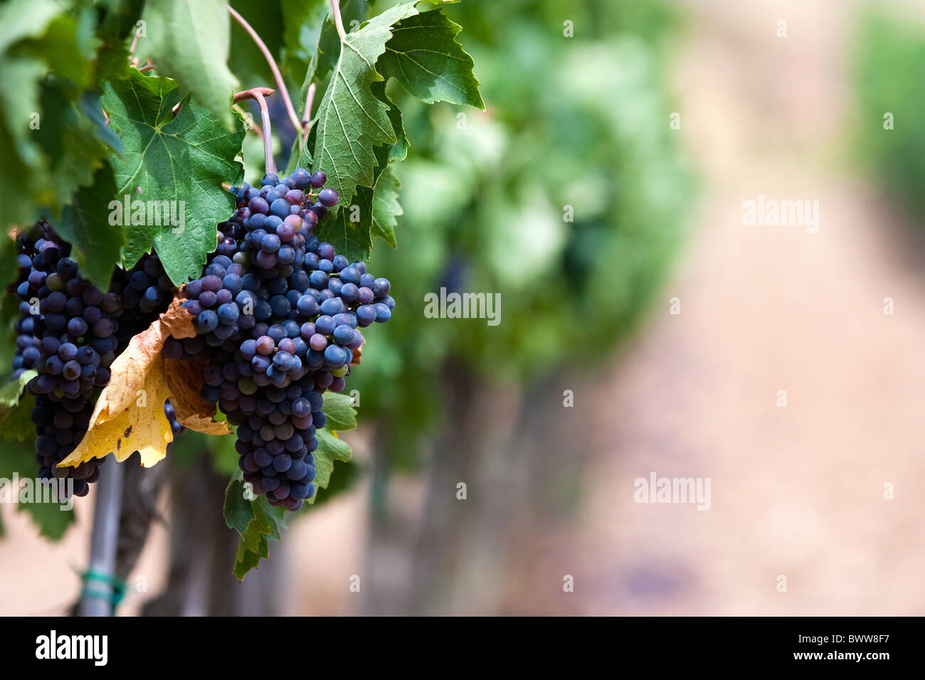 grapes on vine ripe "Brunello di Montalcino" Tuscany Italy Italian ...