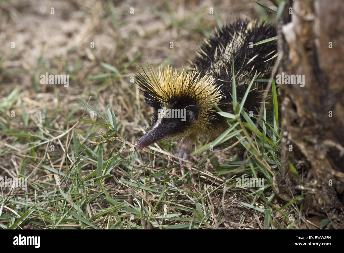 Lowland Streaked Tenrec - Madagascar Stock Photo - Alamy