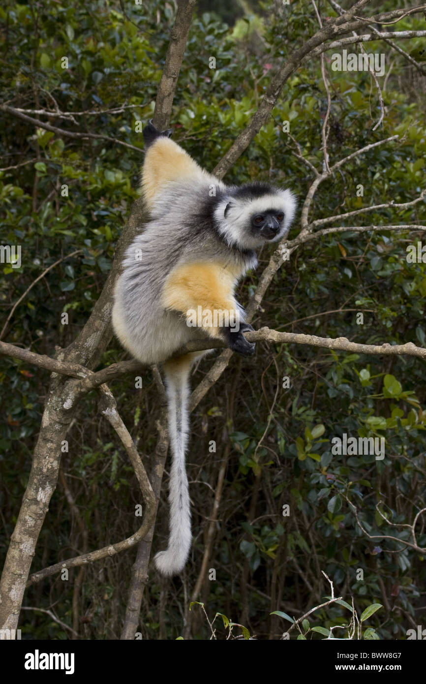 Diademed Sifaka at Andasibe, Madagascar Stock Photo - Alamy